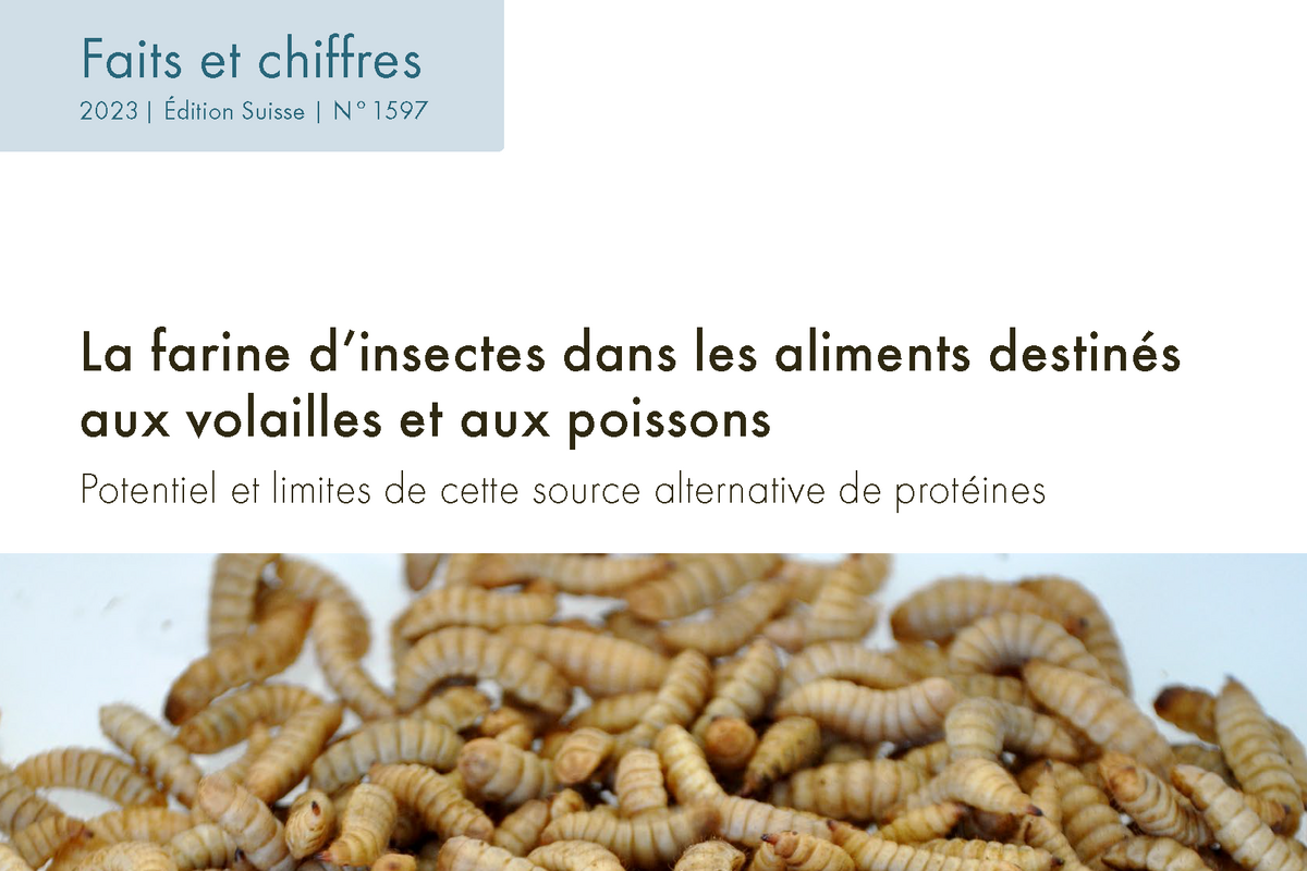 FiBL - La farine d’insectes dans les aliments destinés aux volailles et ...