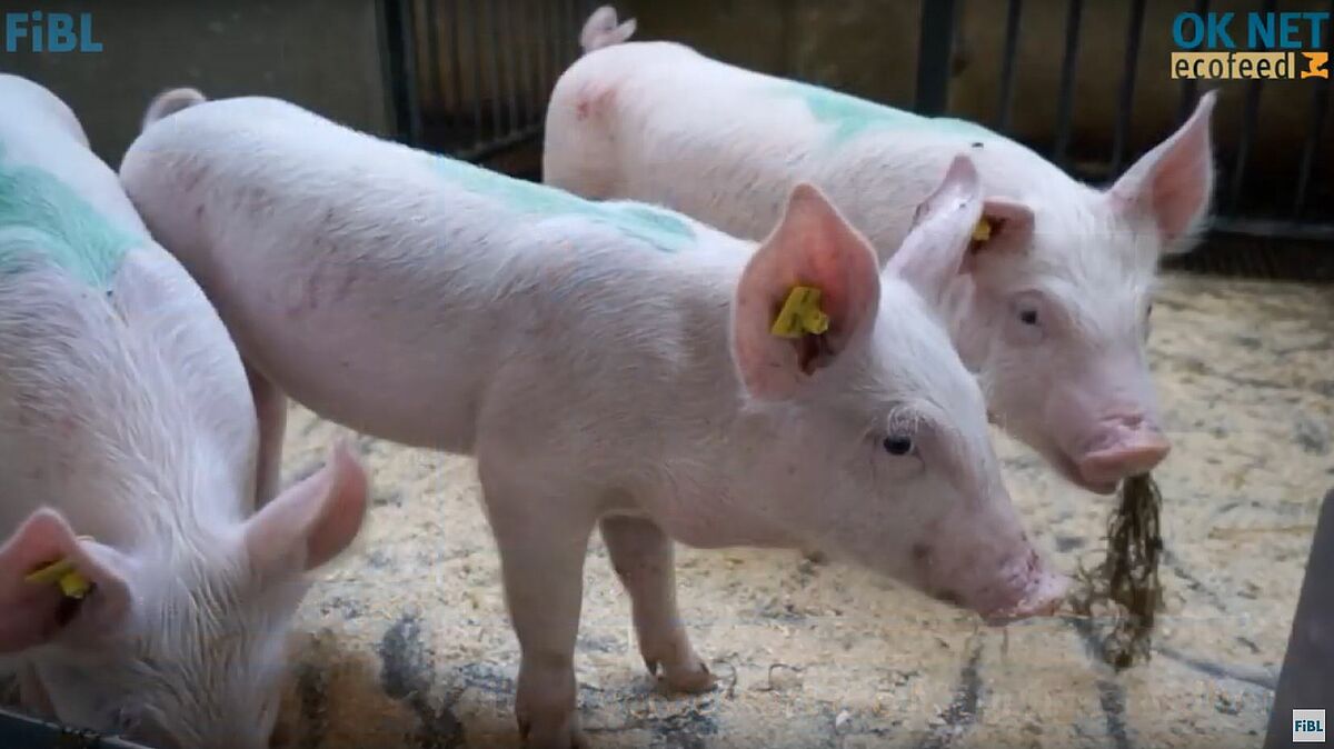 FiBL - Video: Pig feeding – effect of silage on the occurrence of ...
