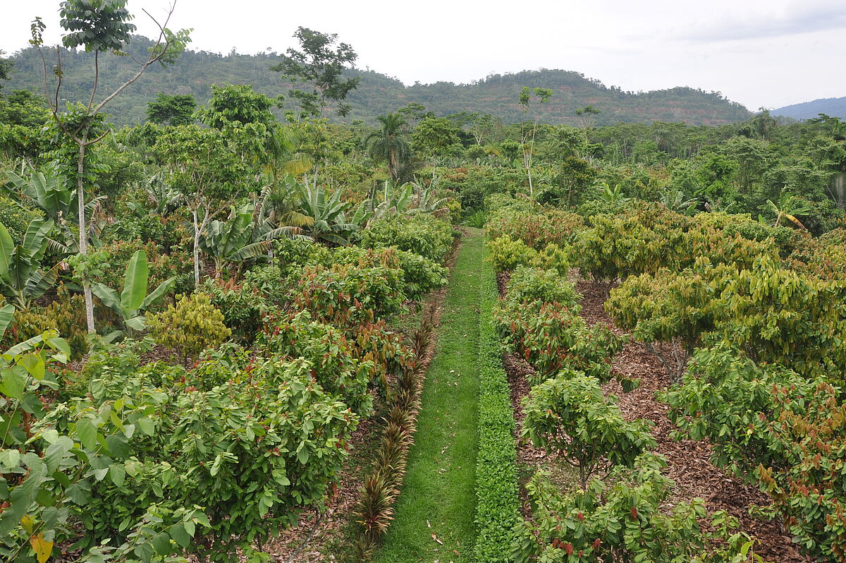 FiBL - Les planteurs de cacao peuvent améliorer leur revenu grâce à des ...