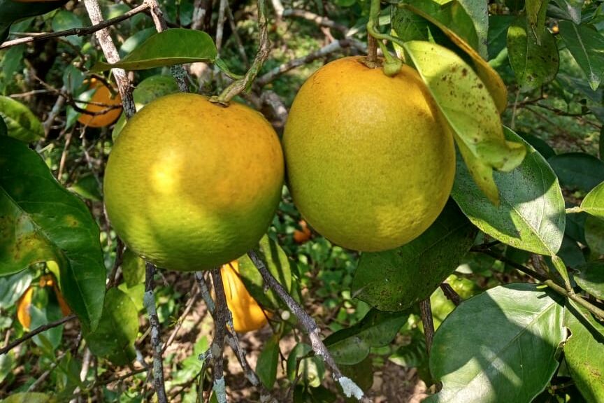 FiBL - New platform for the fight against Citrus Greening