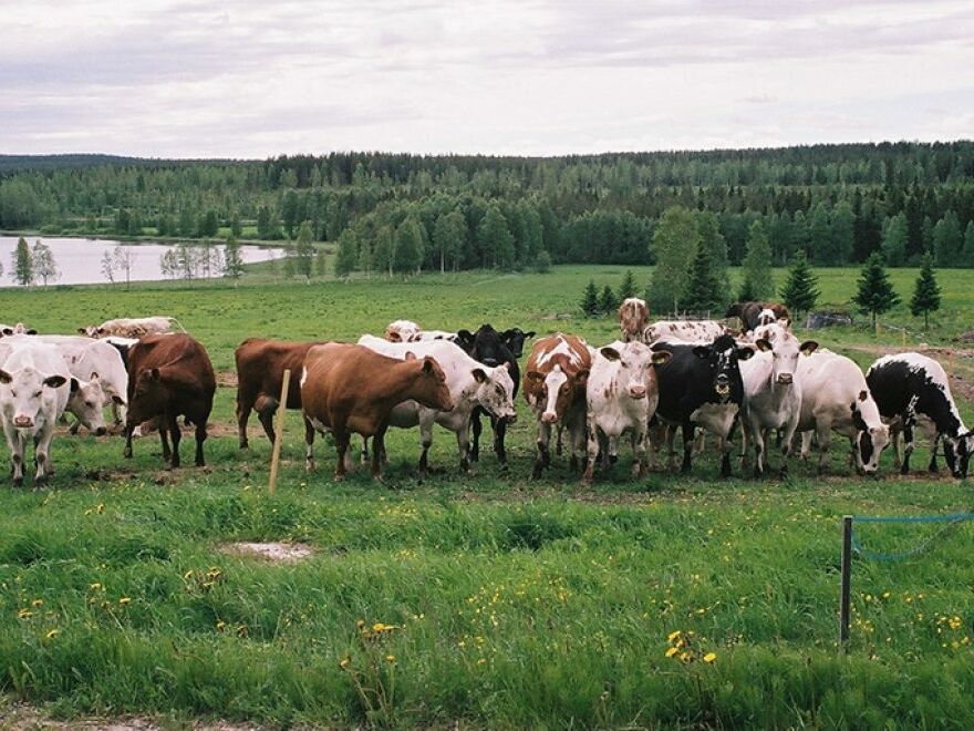 FiBL - Article on local dairy breed comparison named article of the month