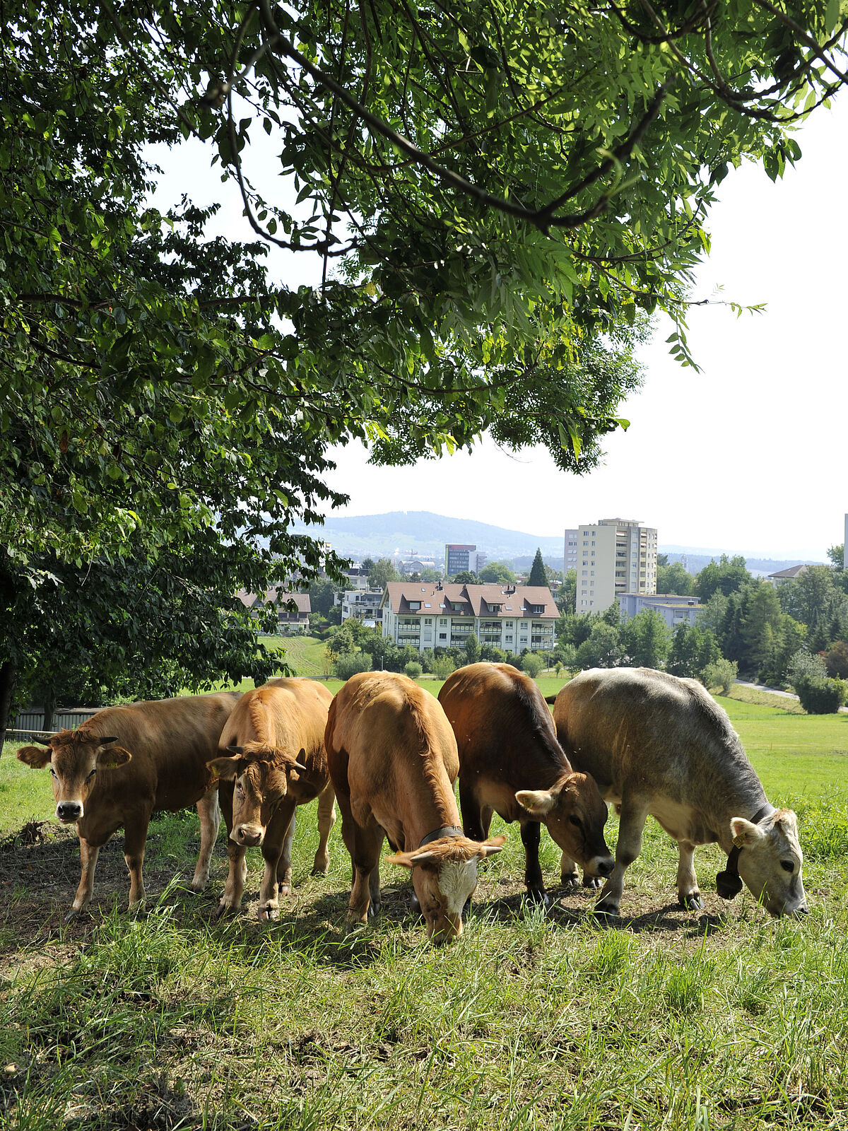 FiBL - Bio Weide-Beef vereint Tierwohl, Nachhaltigkeit und Effizienz