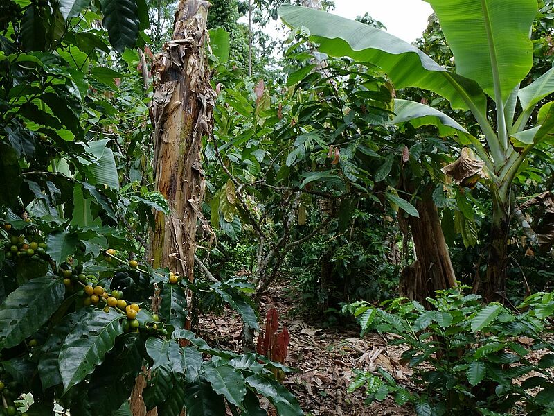 FiBL - Organic agriculture in the tropics: a contributor to local ...