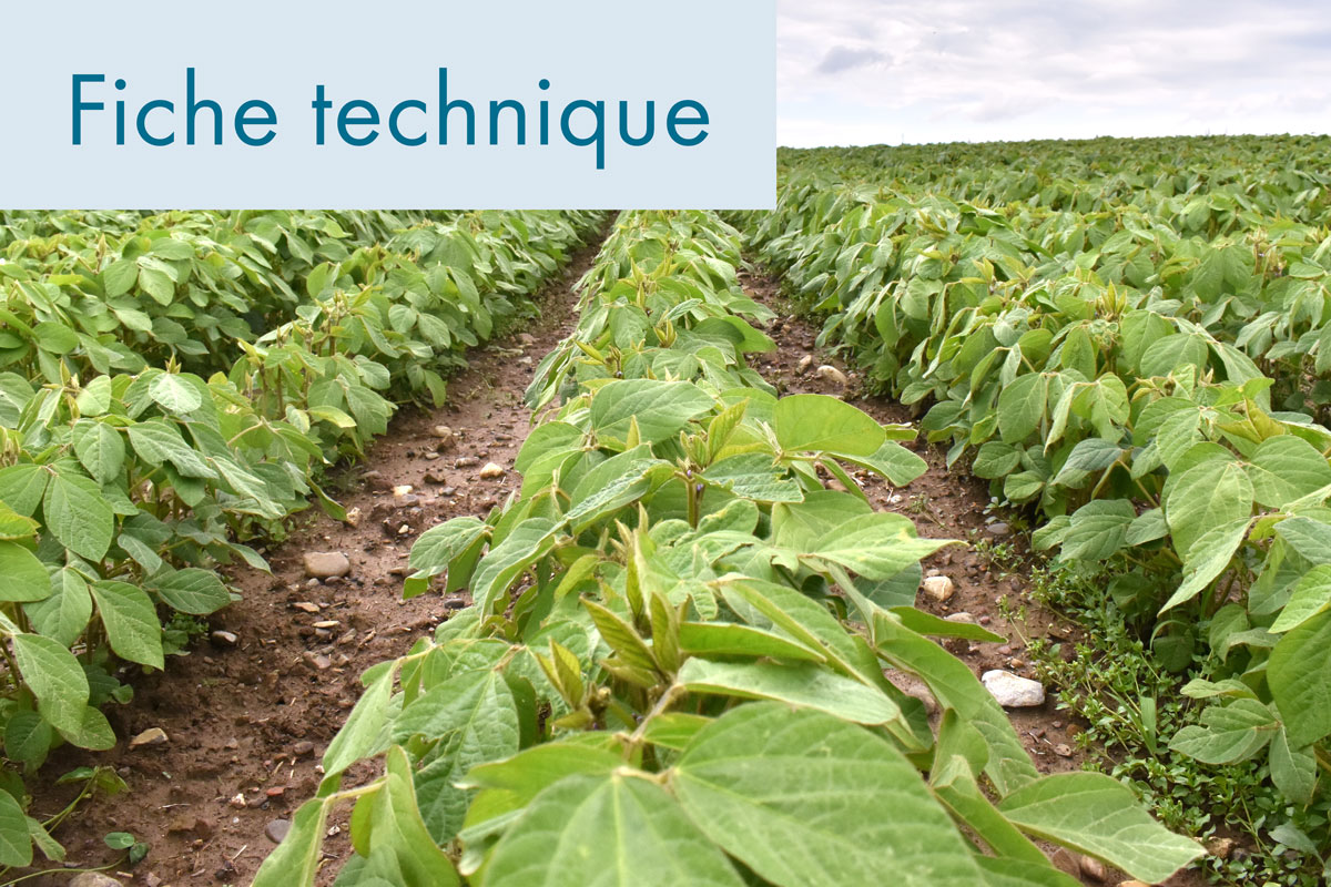 FiBL - Fiche technique sur la culture du soja bio mise à jour